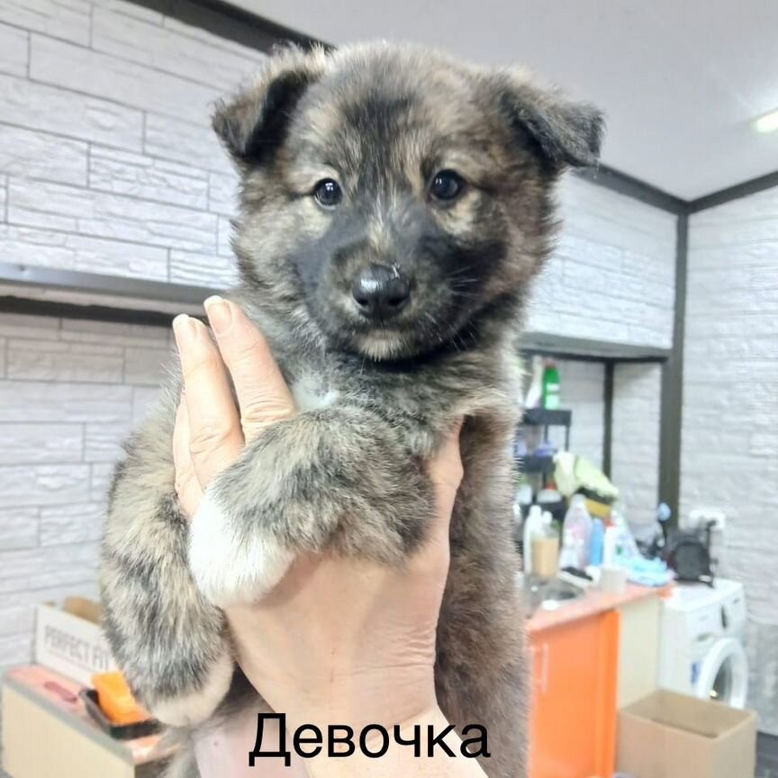 Щенок в добрые руки бесплатно
