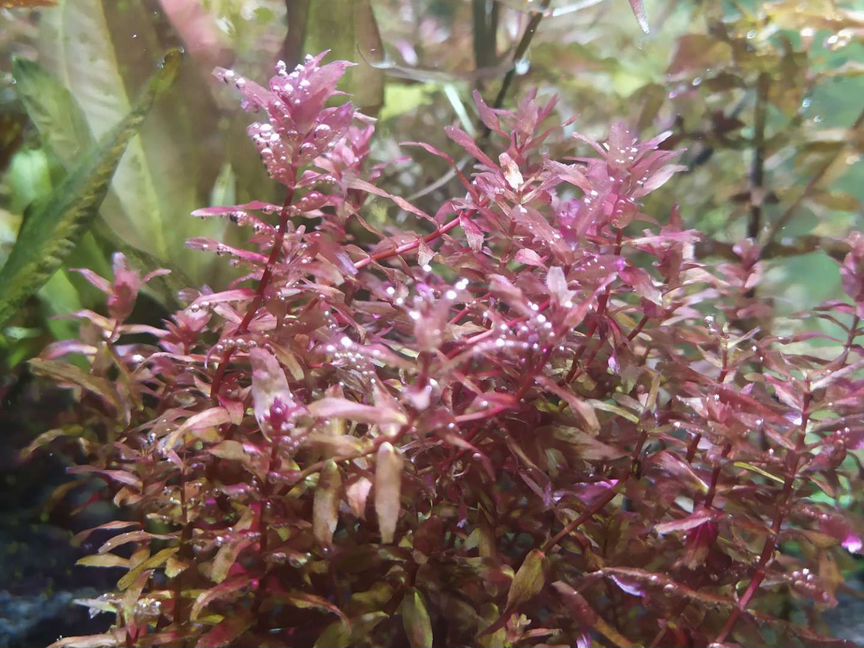 Ротала батерфляй (Rotala Butterfly