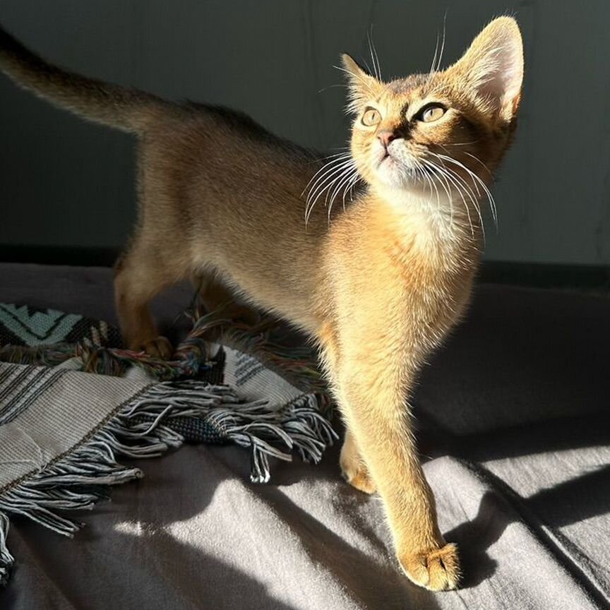 Абисинский котенок