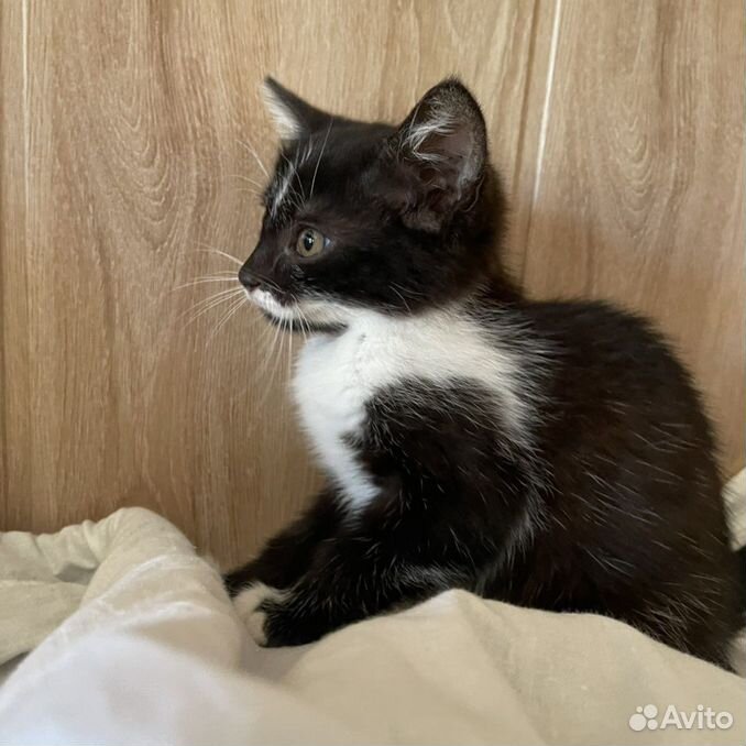 Котенок кошка 1,5 мес