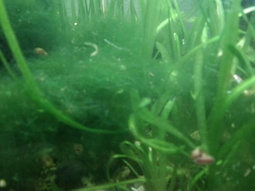 Аквариумные растения прополка