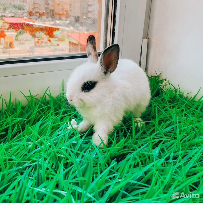 Карликовый кролик - очень редкий