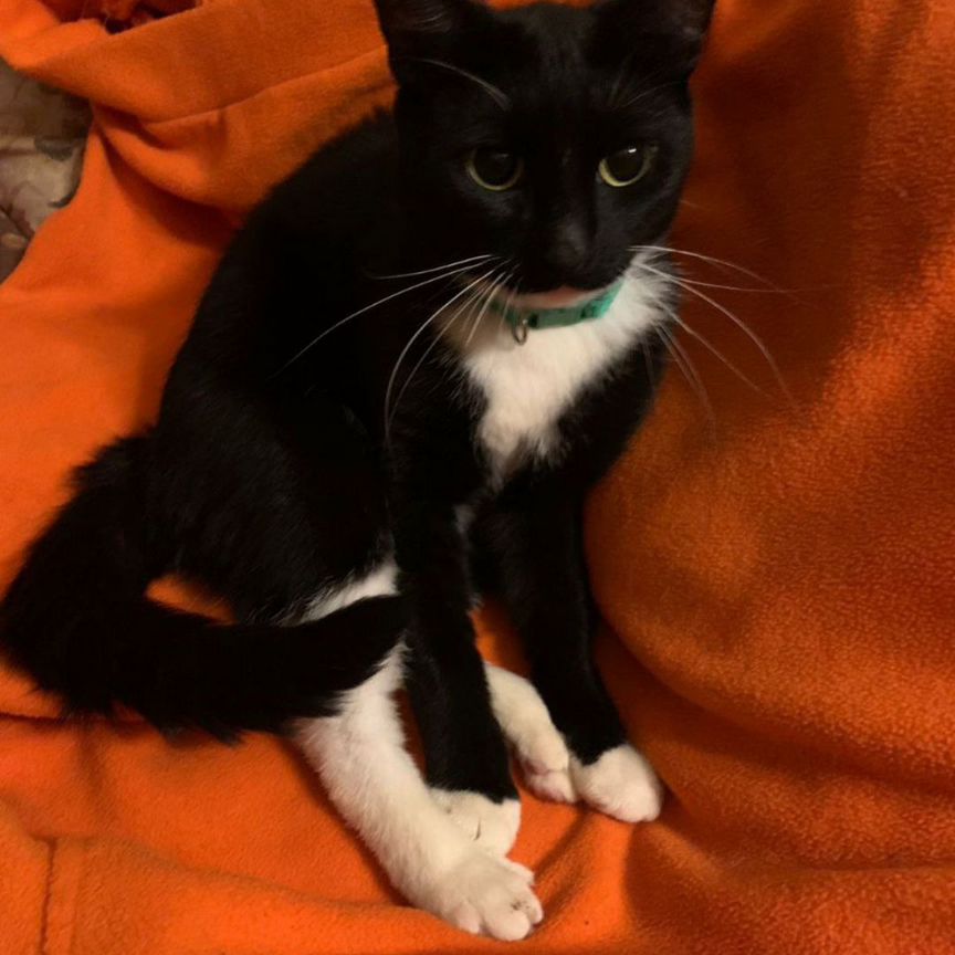 Отдам в хорошие руки котенка