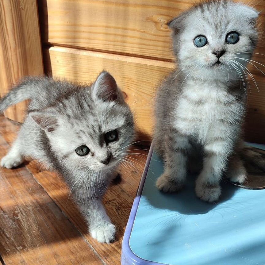 Шотландский вислоухий короткошёрстный котёнок