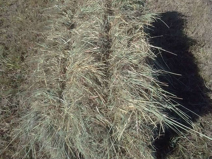 Сено в тюках