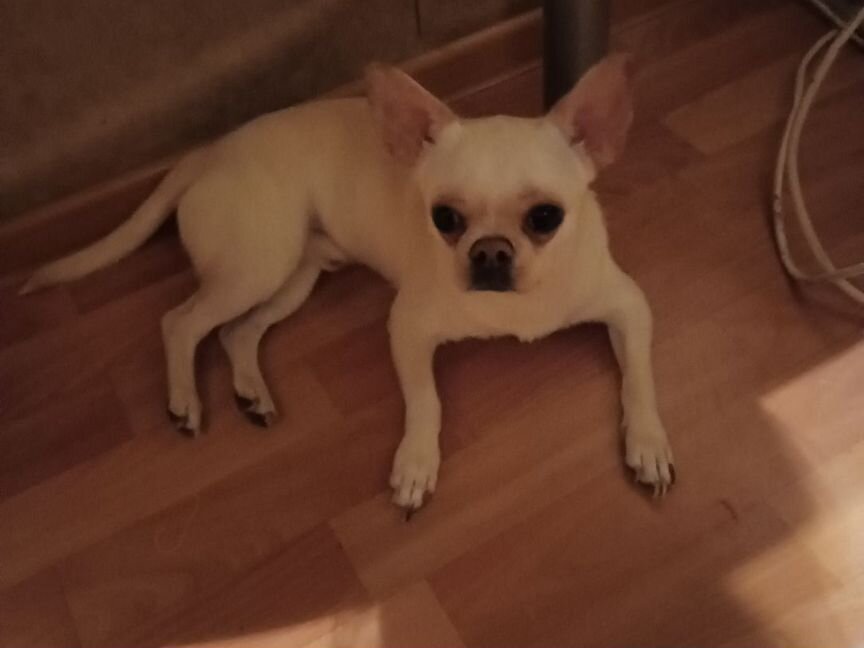 Чихуахуа жених