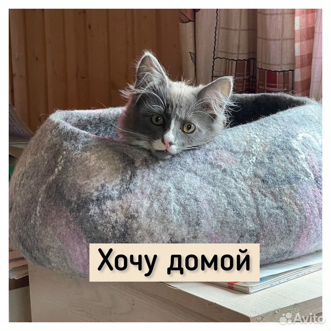 Котик пушистик
