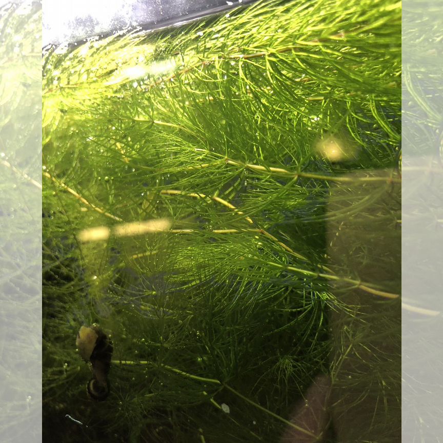 Роголистник в аквариум