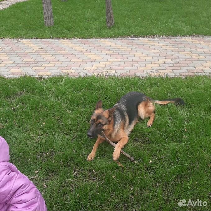 Немецкая овчарка вязка сучка