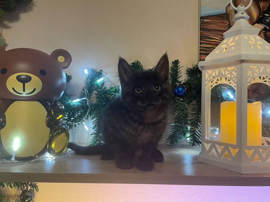 Котята мейн-кун метис