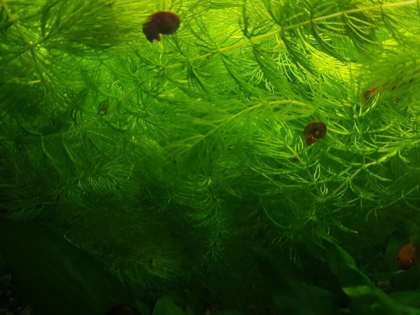 Роголистник в аквариум