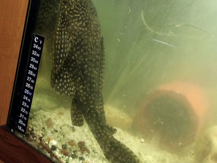 Отдам 2х сомой и 3 австралийских раков