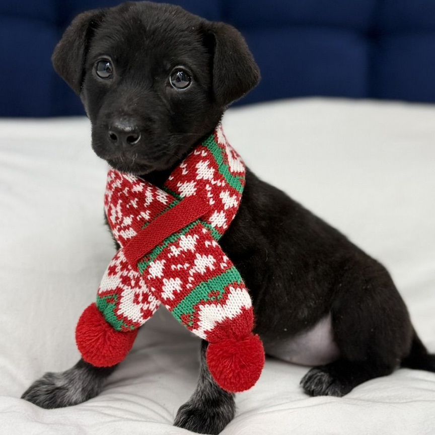 Щенок в добрые руки