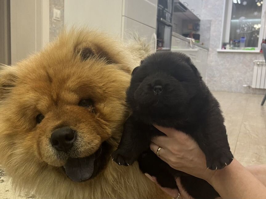 Щенки чау-чау