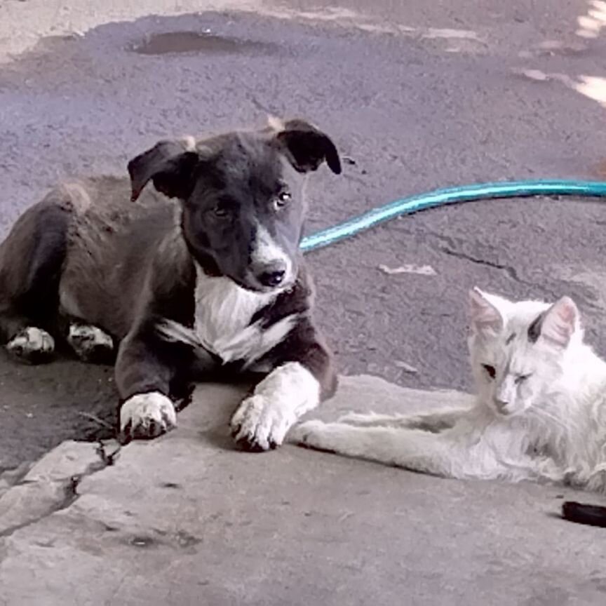 Два щеночка ищут добрые руки хощяев