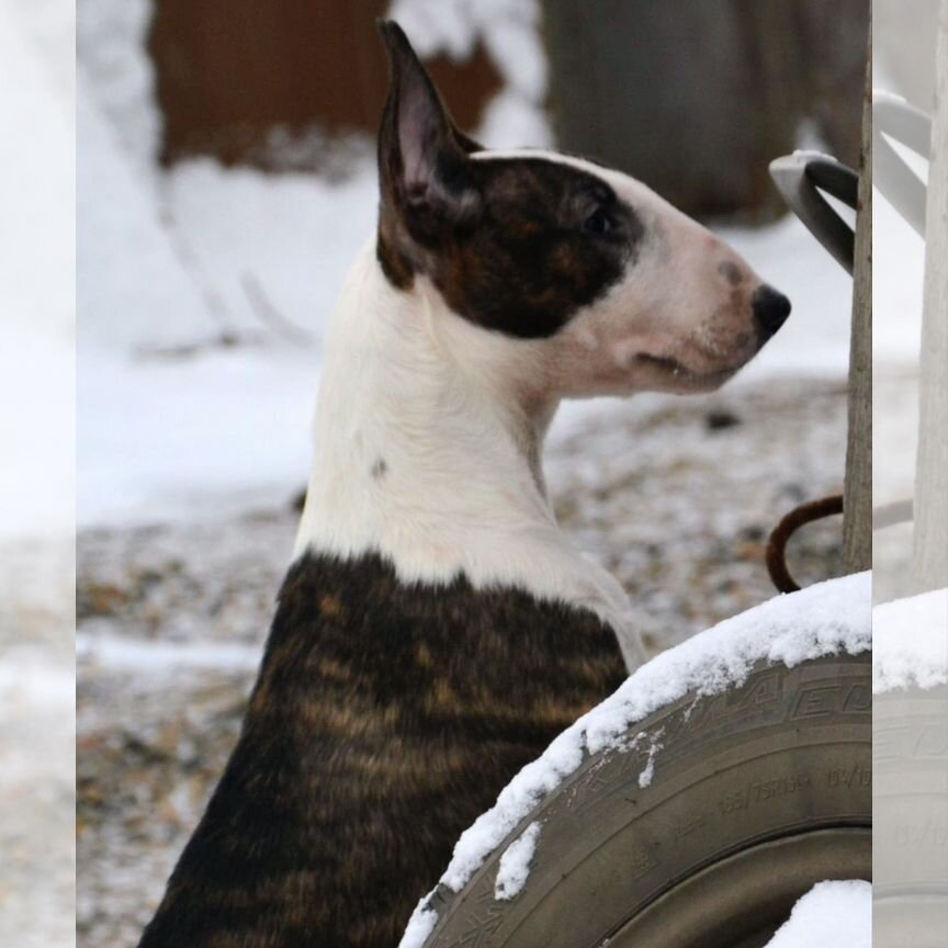 Бультерьер, щенок