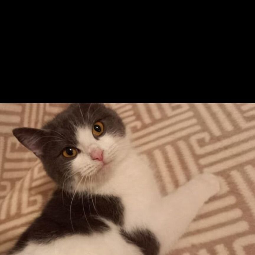Котята в добрые руки бесплатно