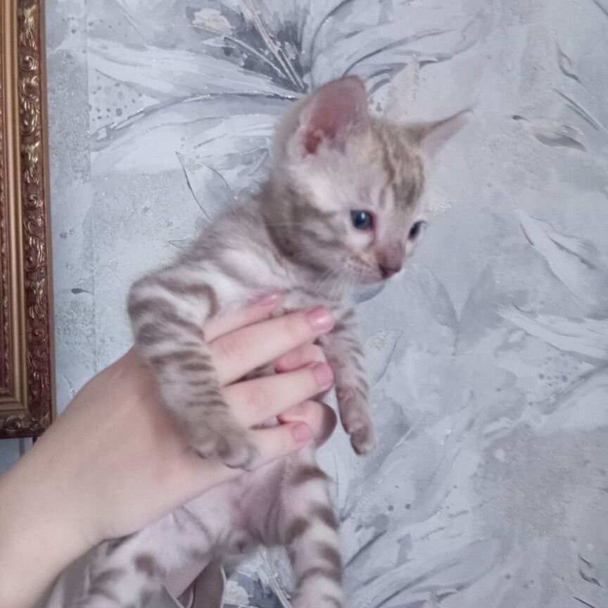 Бенгальские котята мальчик