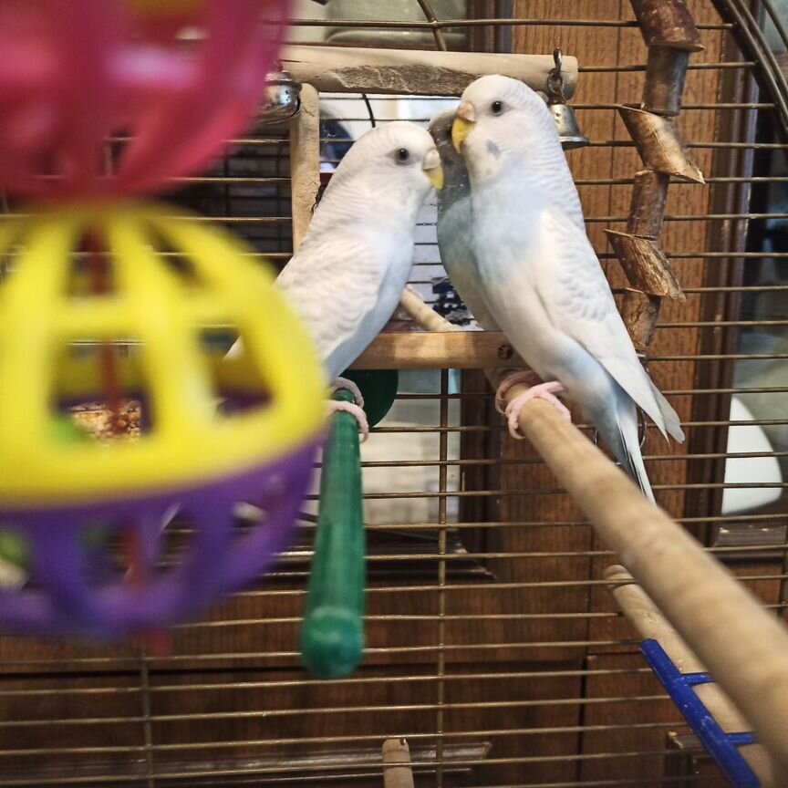 Волнистый попугай