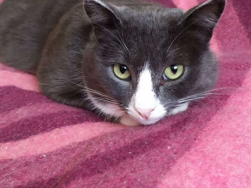 Котик