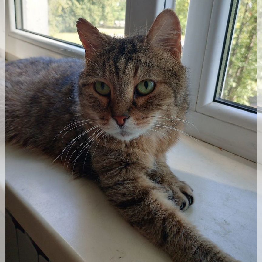 Кот Тоша 8 лет