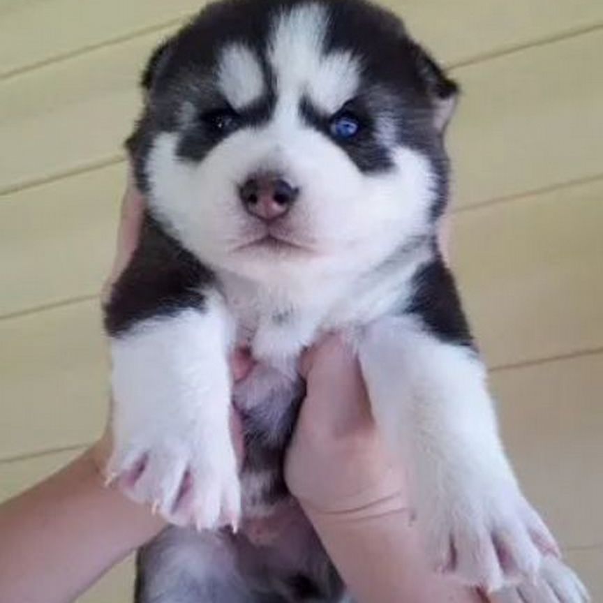 С документами собачки хаски