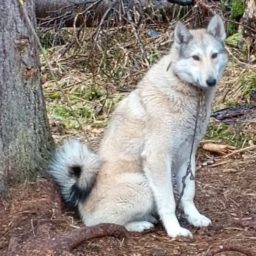 Лайка