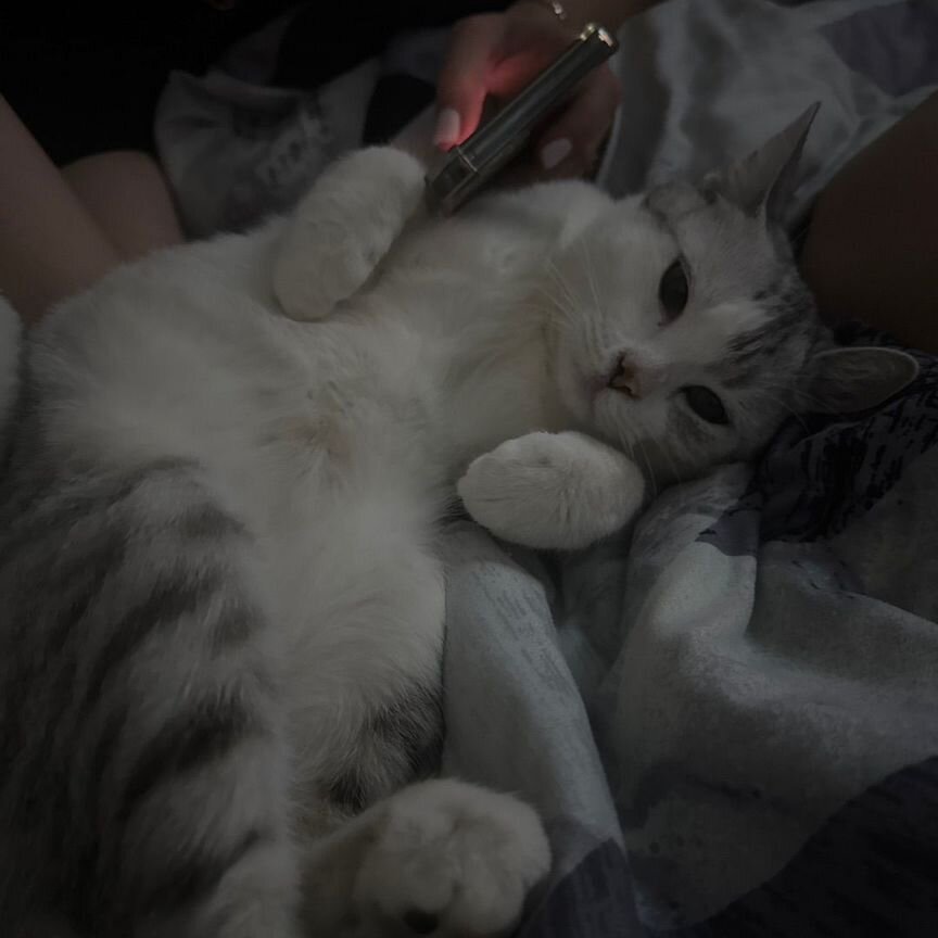 Кошки в добрые руки бесплатно