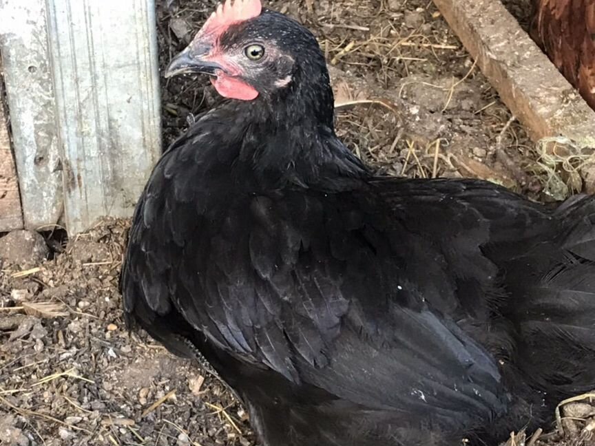 Курица несушка молодняк