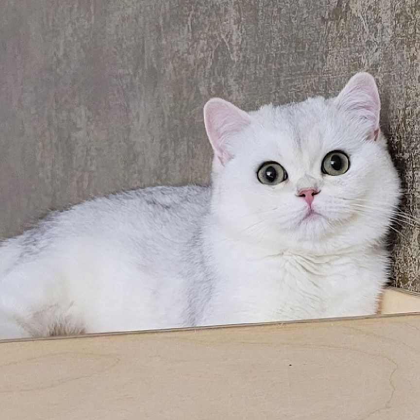 Британская серебристая красавица