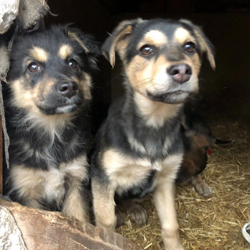 Собаки в добрые руки