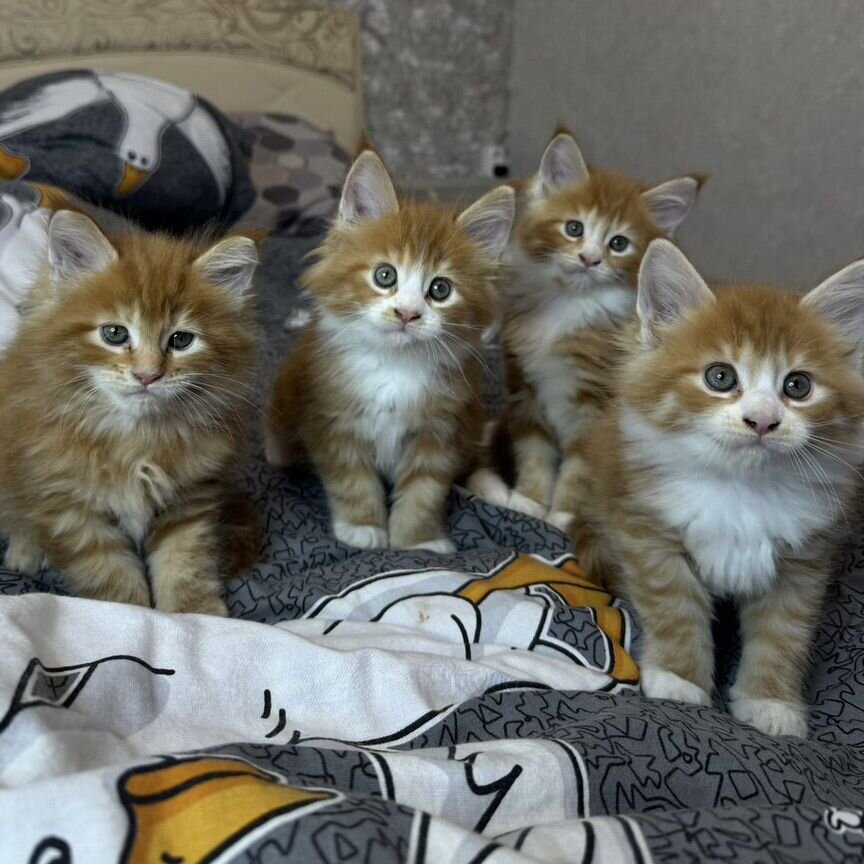 Мейн-кун котёнок