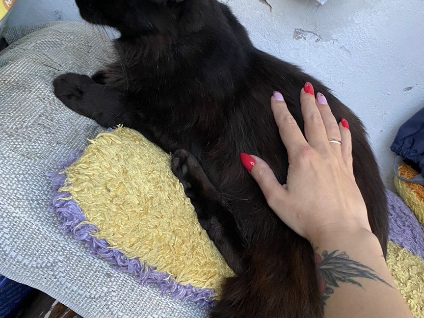 Отдам в добрые руки котика