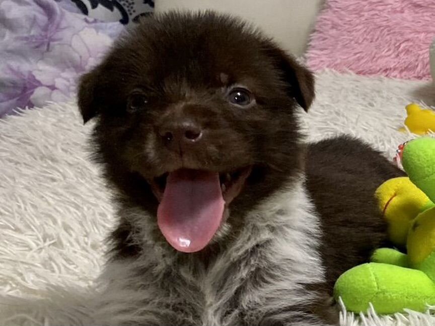 Дратхаар полукровка