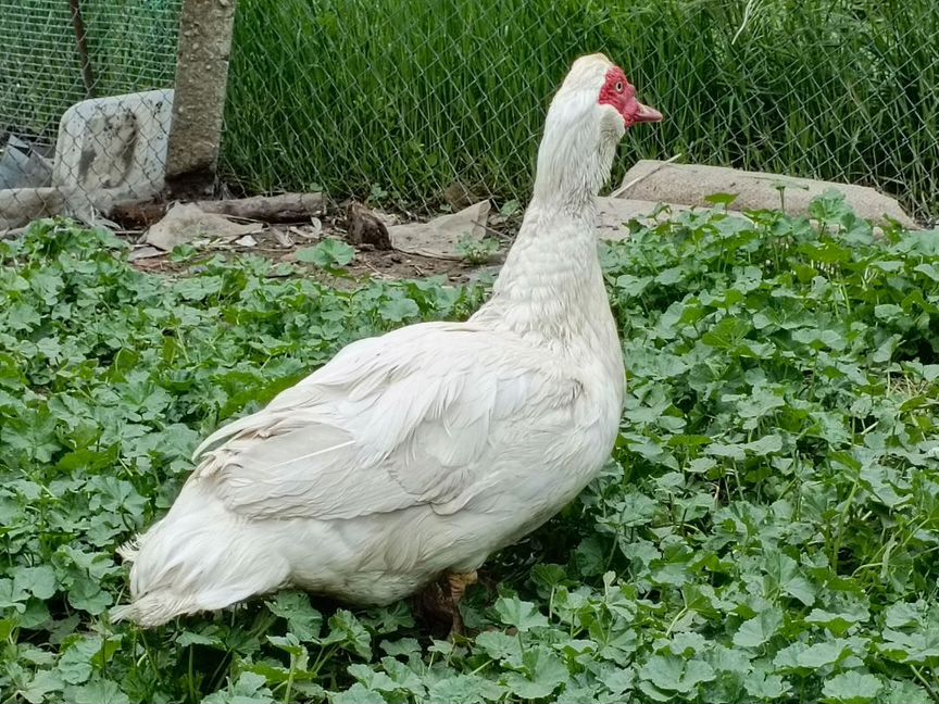 Селезень индоутки