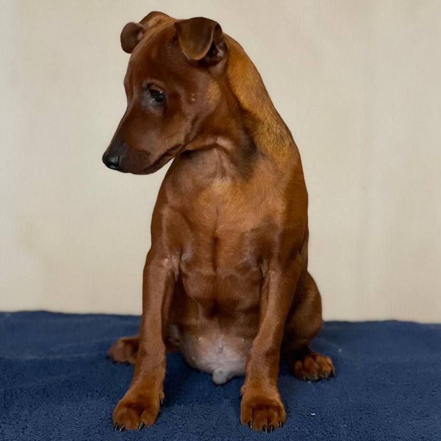 Цвергпинчер, щенок