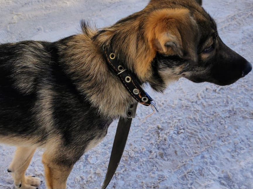 Отдадим щеночка в добрые ручки