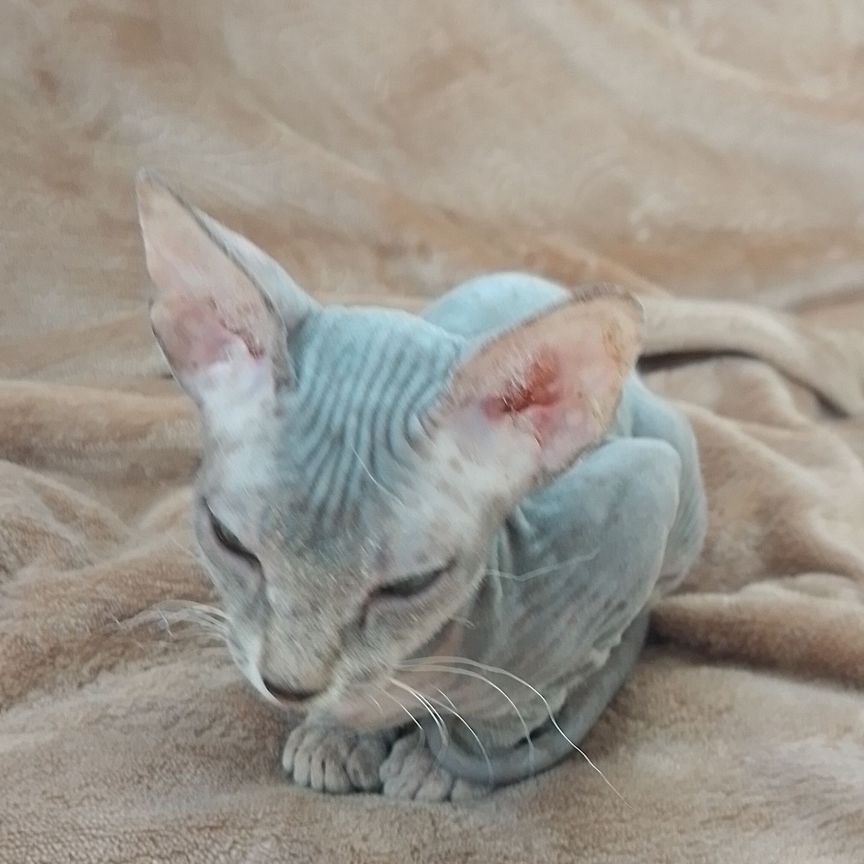 Продам котенка сфинкс