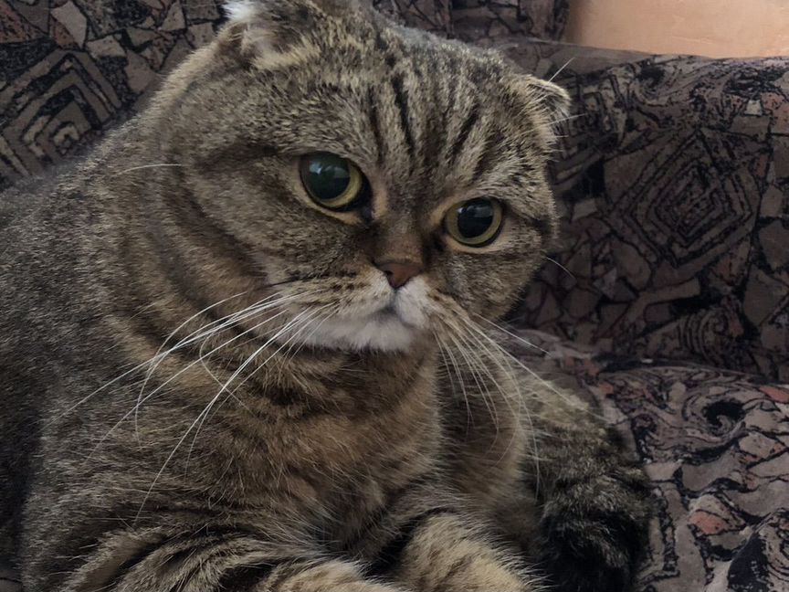 Шотландская вислоухая кошка бесплатно
