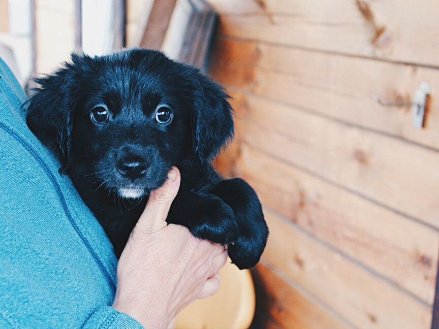 Щенок помесь золотистого ретривера