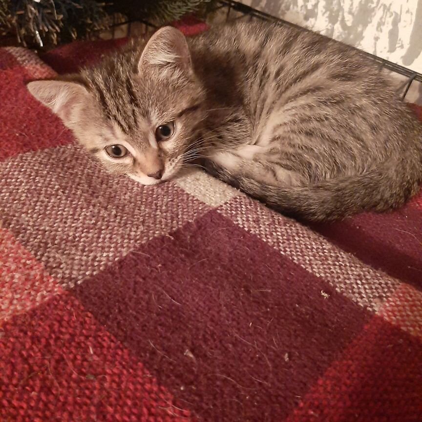 Британский котенок(девочка)