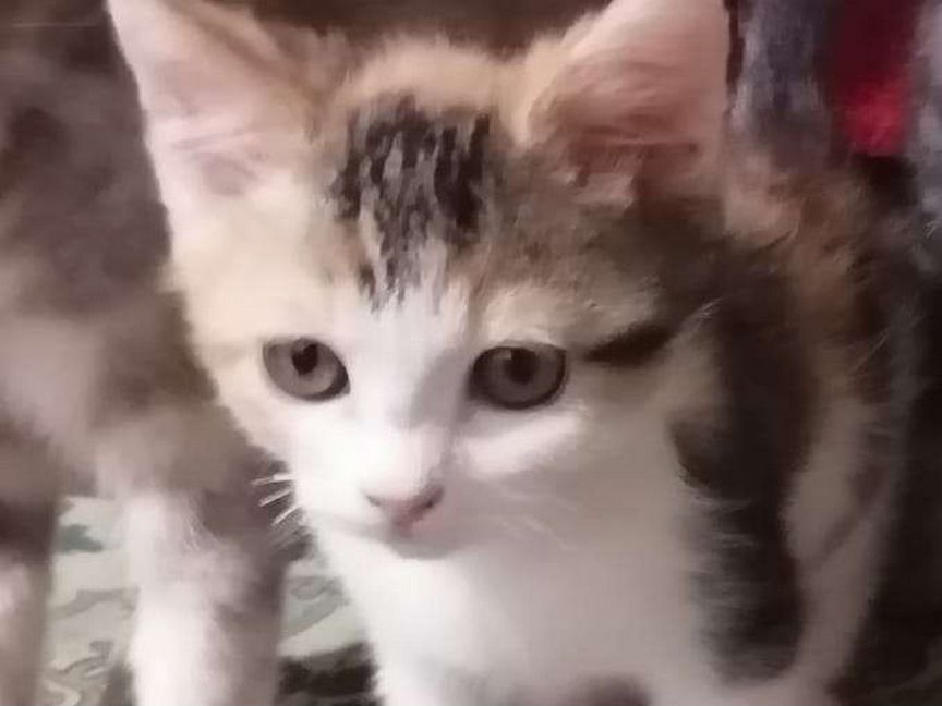 Котята в добрые руки, серый мальчик и девочка цвет