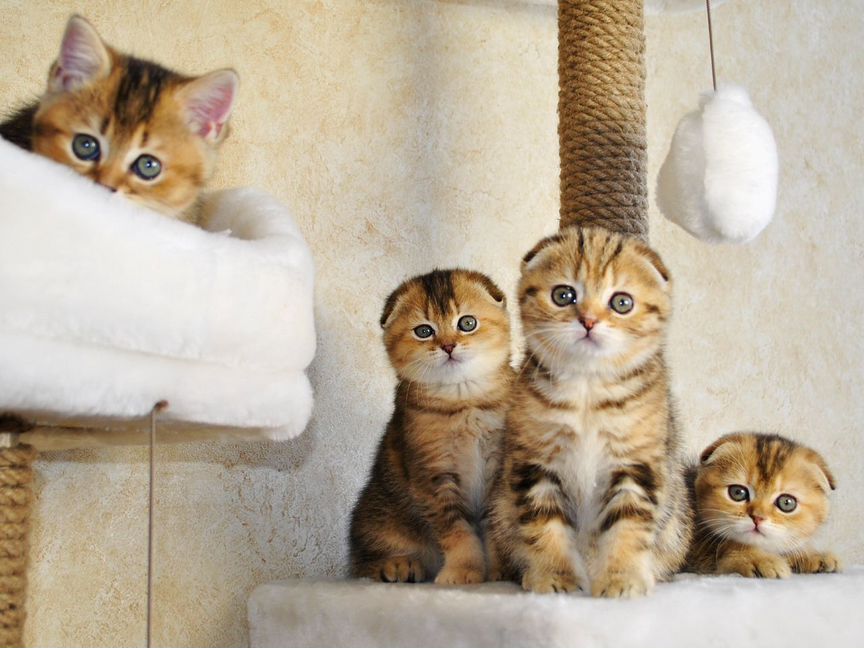 Шотландские котята из питомника Соната