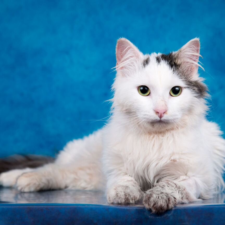 Шакшукий ищет дом