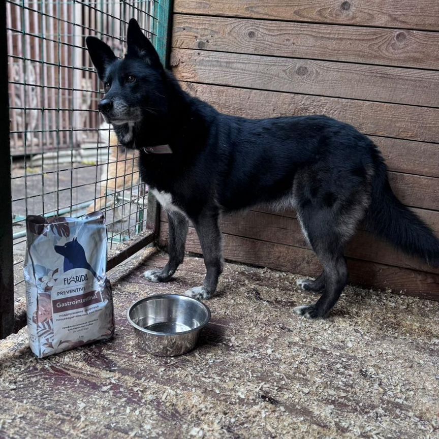 Черная красавица Наоми из приюта
