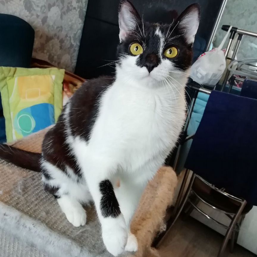 Кошка