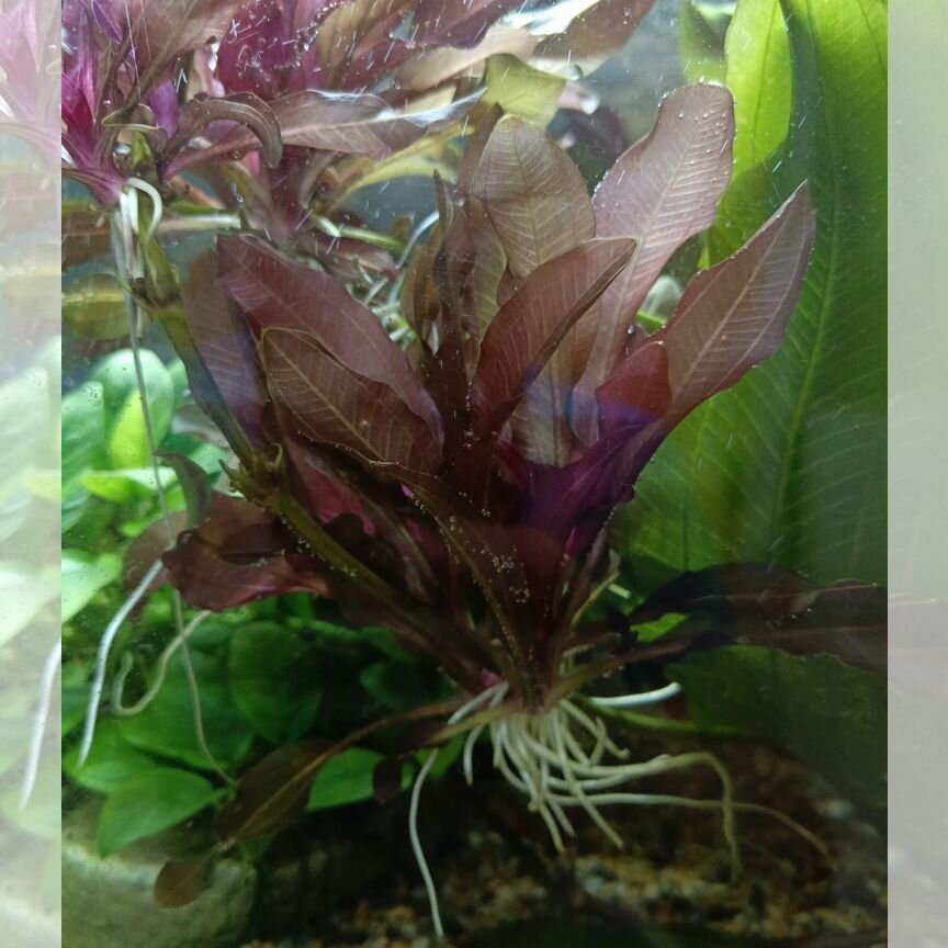 Эхинодорус