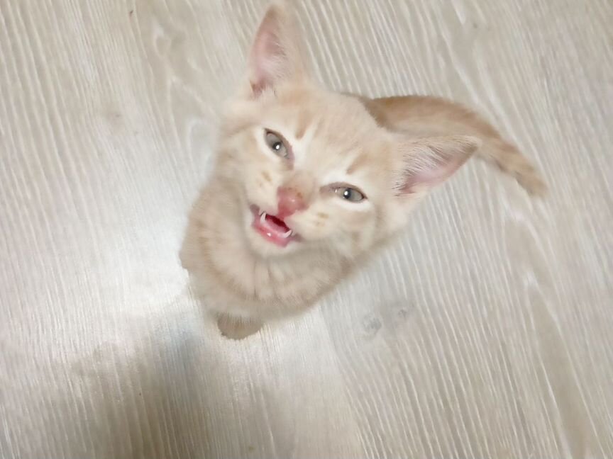 Котик в добрые руки