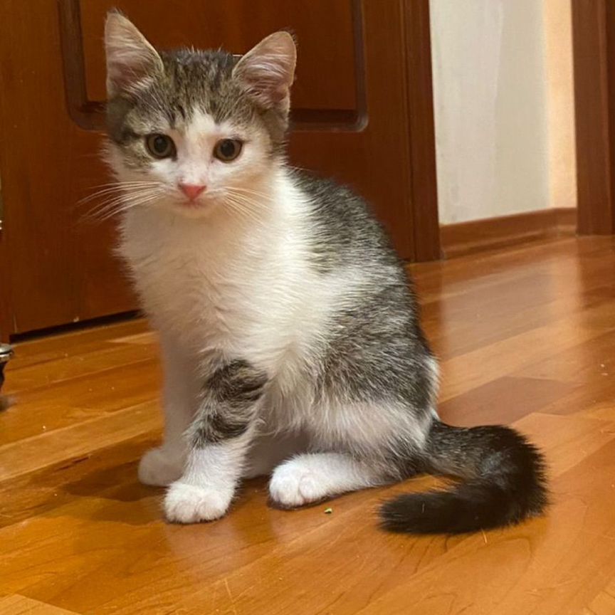 Котята 2,5 мес мальчики ищут дом
