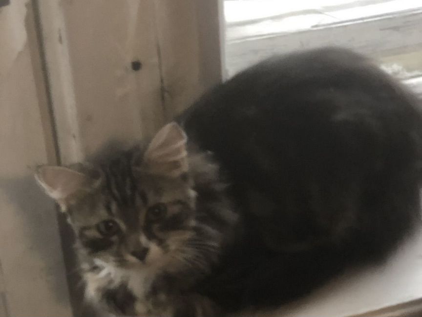 Котенок